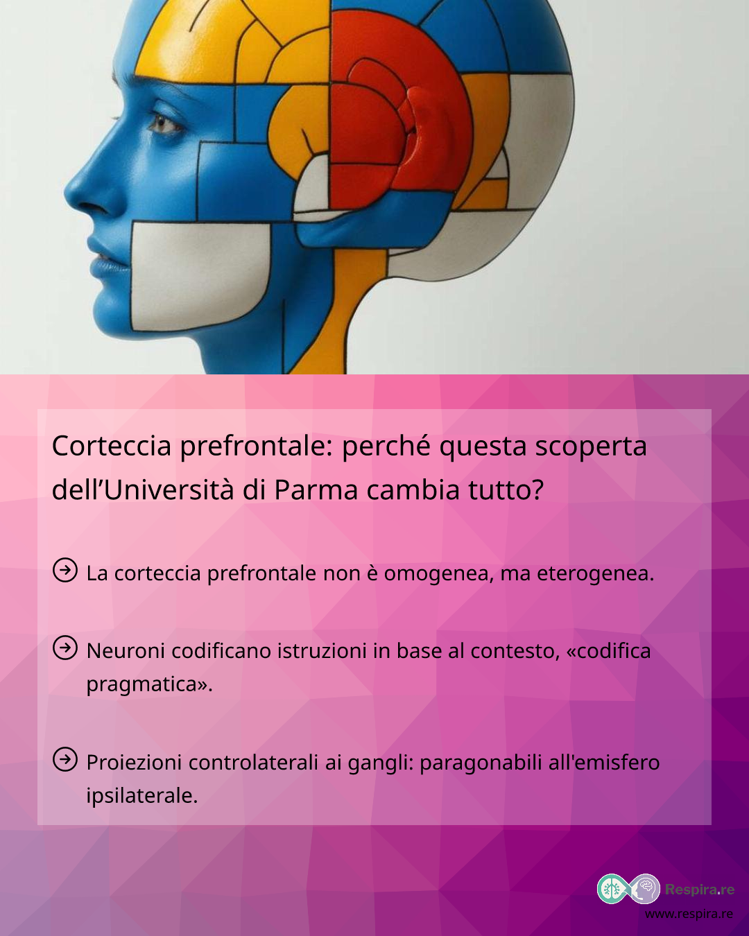 Corteccia prefrontale: perché questa scoperta dell'Università di Parma ...